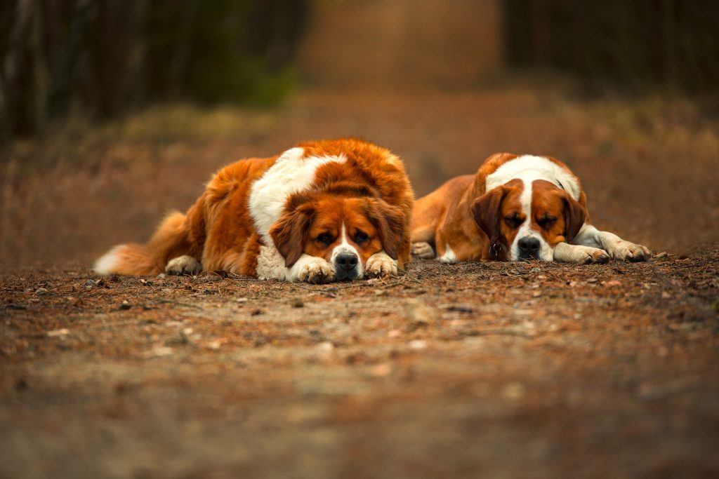 14 Races De Chiens Les Plus Calmes Boutique Chien